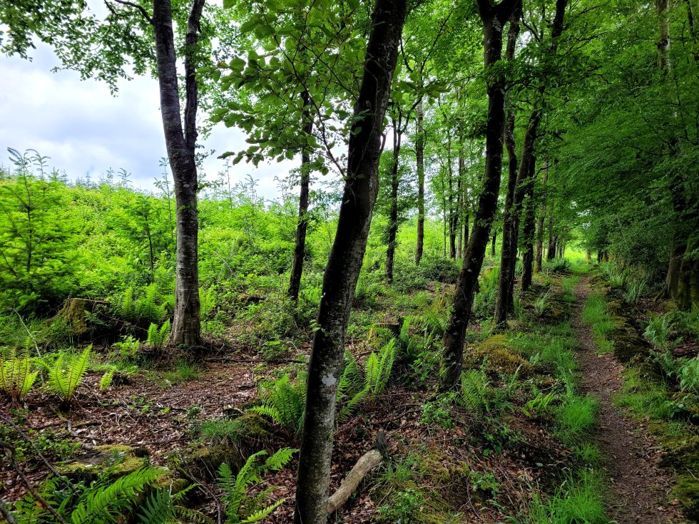 IForUT | Irish Forestry Unit Trust